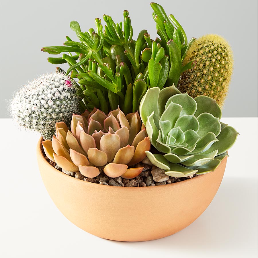 House Plants for Sale | Plants.com