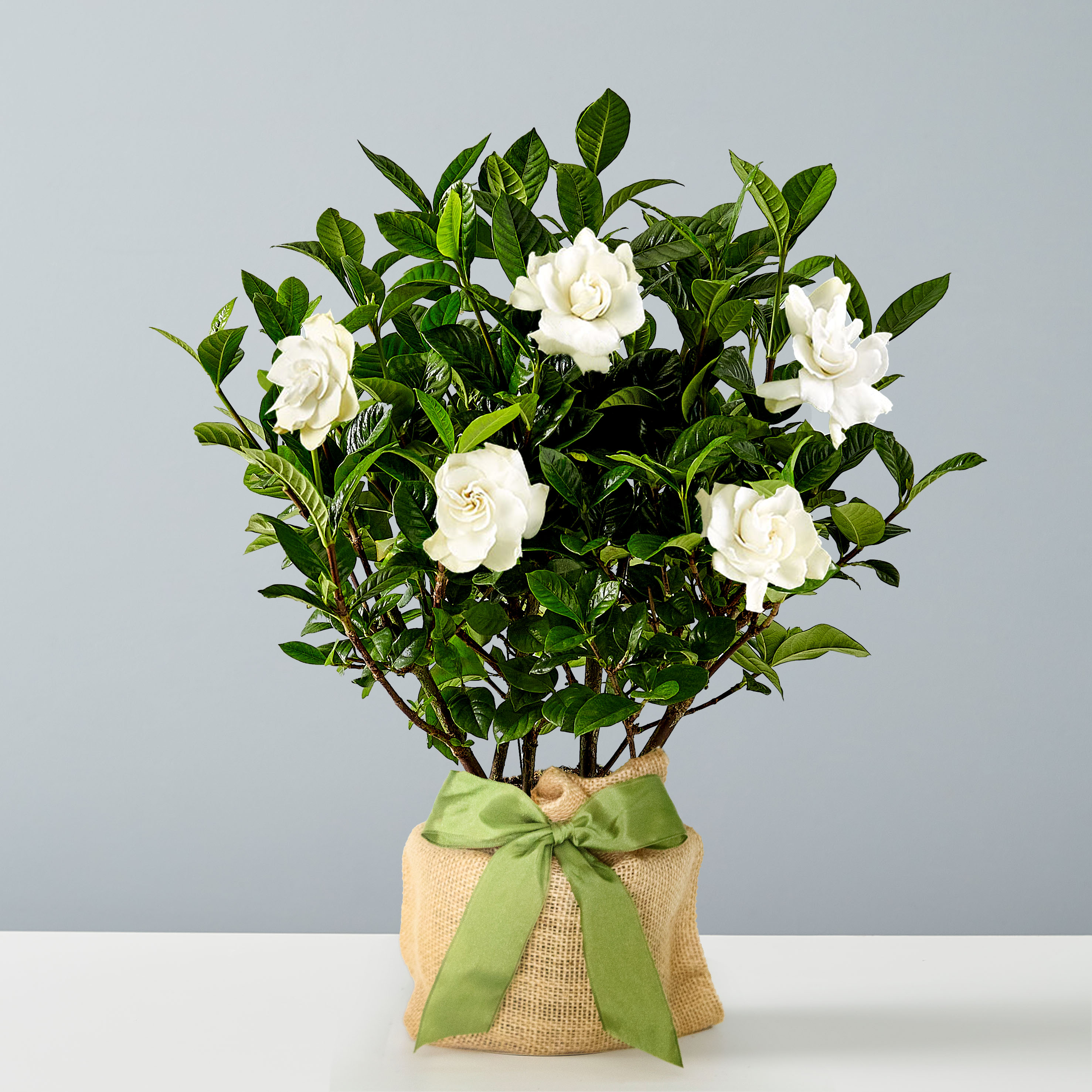 Potted Gardenia Plant | Plants.com