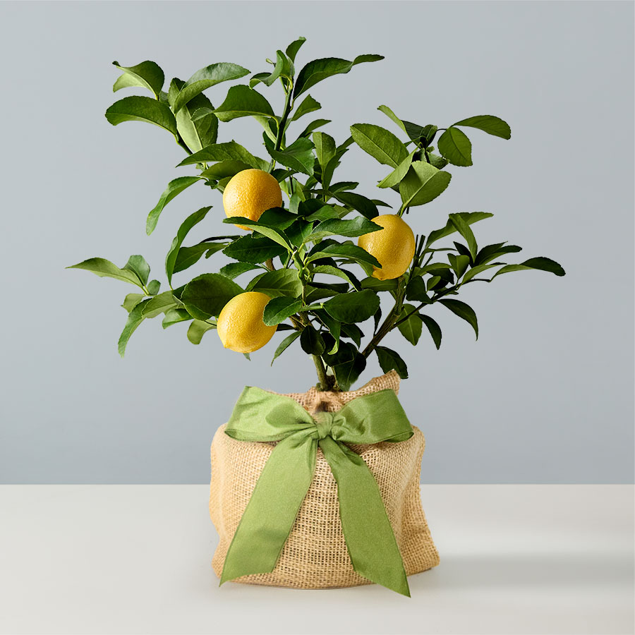 Meyer Lemon Tree | Plants.com