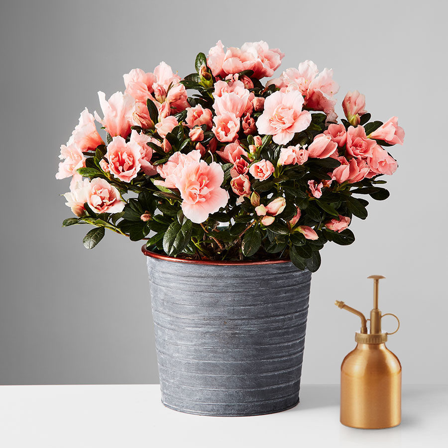 Flowering and Blooming Plants | Flowering Plant Delivery | Plants.com