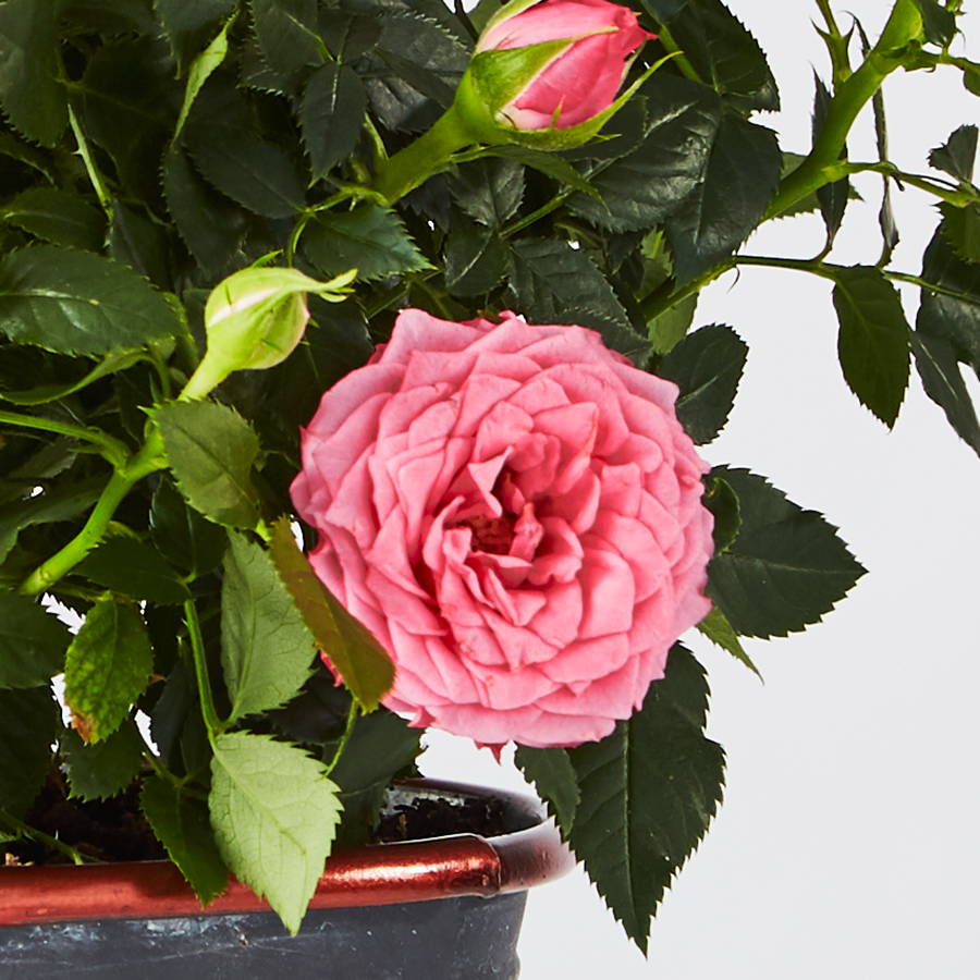 Pink Rose Plant | plants.com