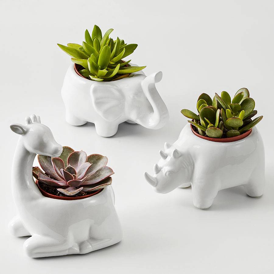 Types of Succulents for Your Home | Petal Talk