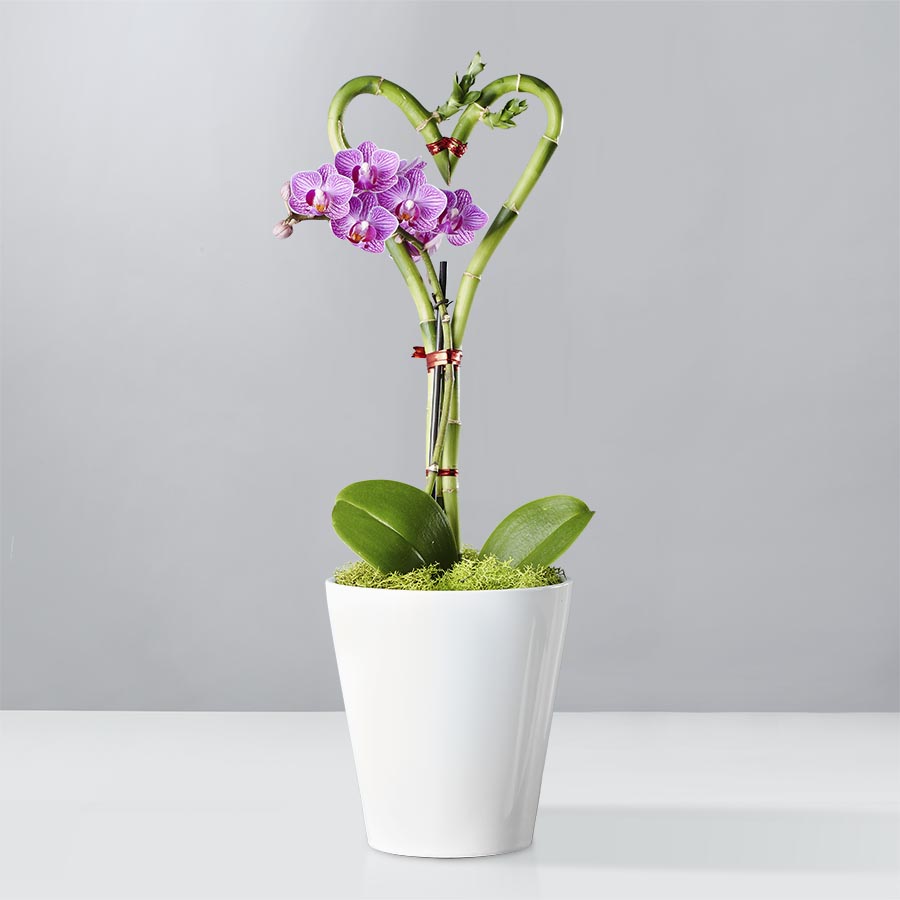 Orchid Plants Delivered | Plants.com