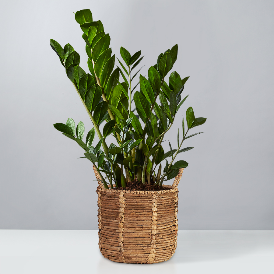 ZZ Floor Plant (Zamioculcas Zamiifolia) | plants.com